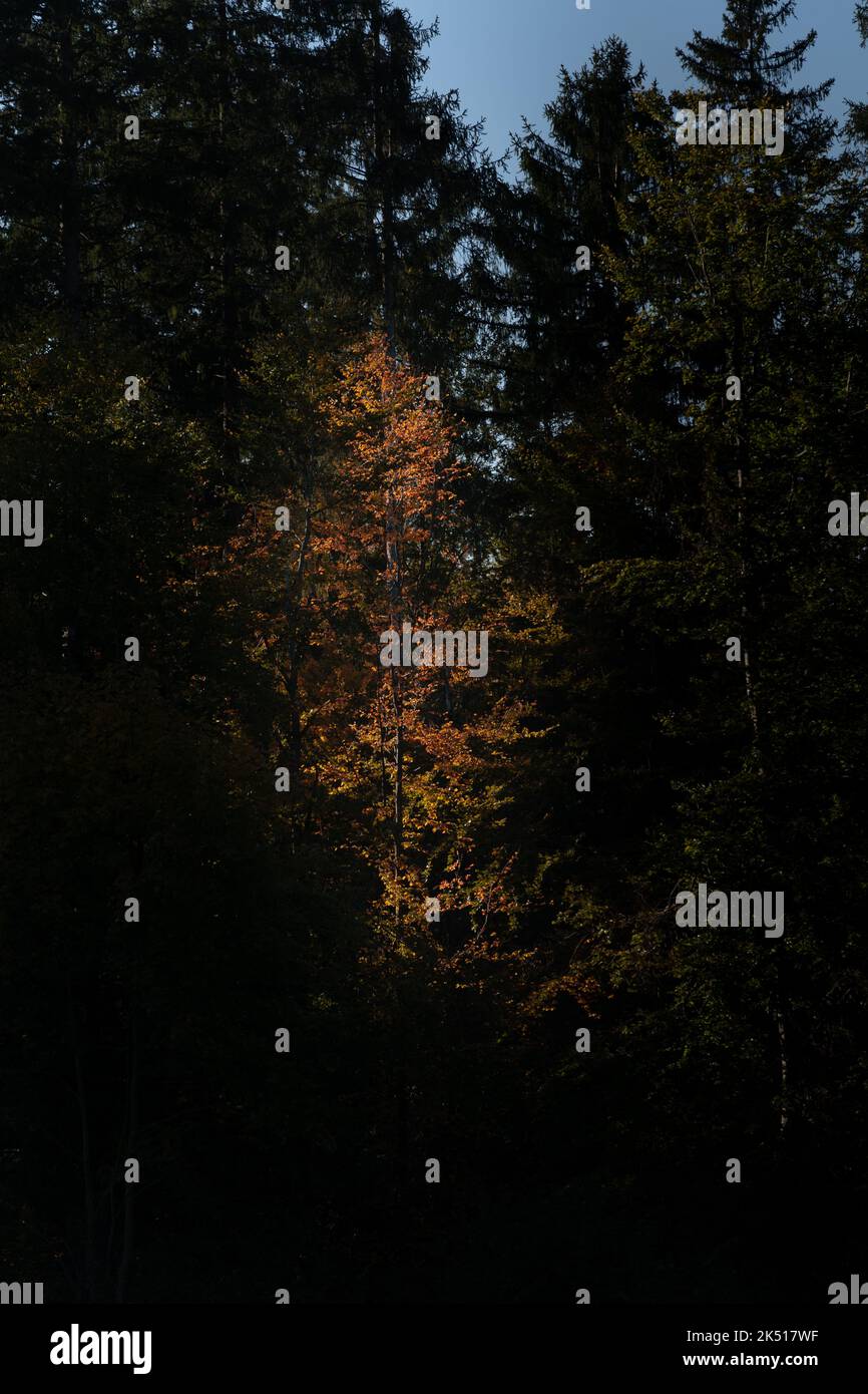 Autumn glow hi-res stock photography and images - Alamy