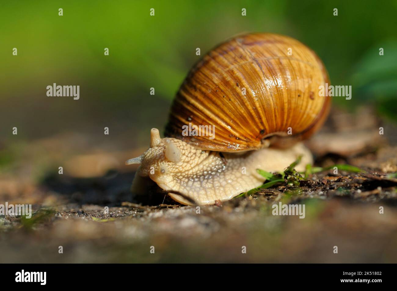 grape snail crawling on the ground, city park Stock Photo - Alamy