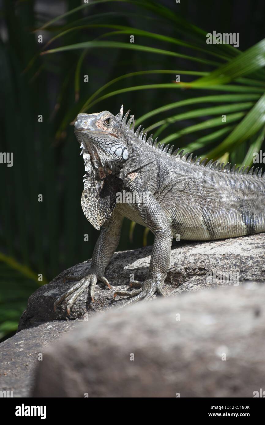 Sharp spikey spines down the back of an iguana warming in the sun Stock ...