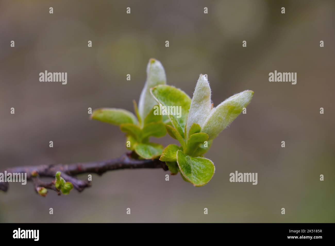 A young tree branch with a green leaf on blurry background Stock Photo ...