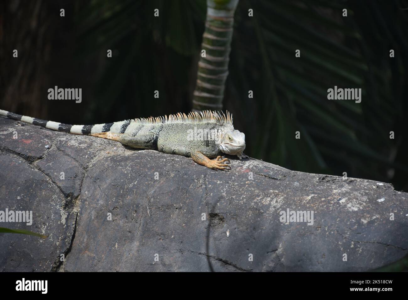 Spikes running down the back of an iguana sitting on a rock Stock Photo ...