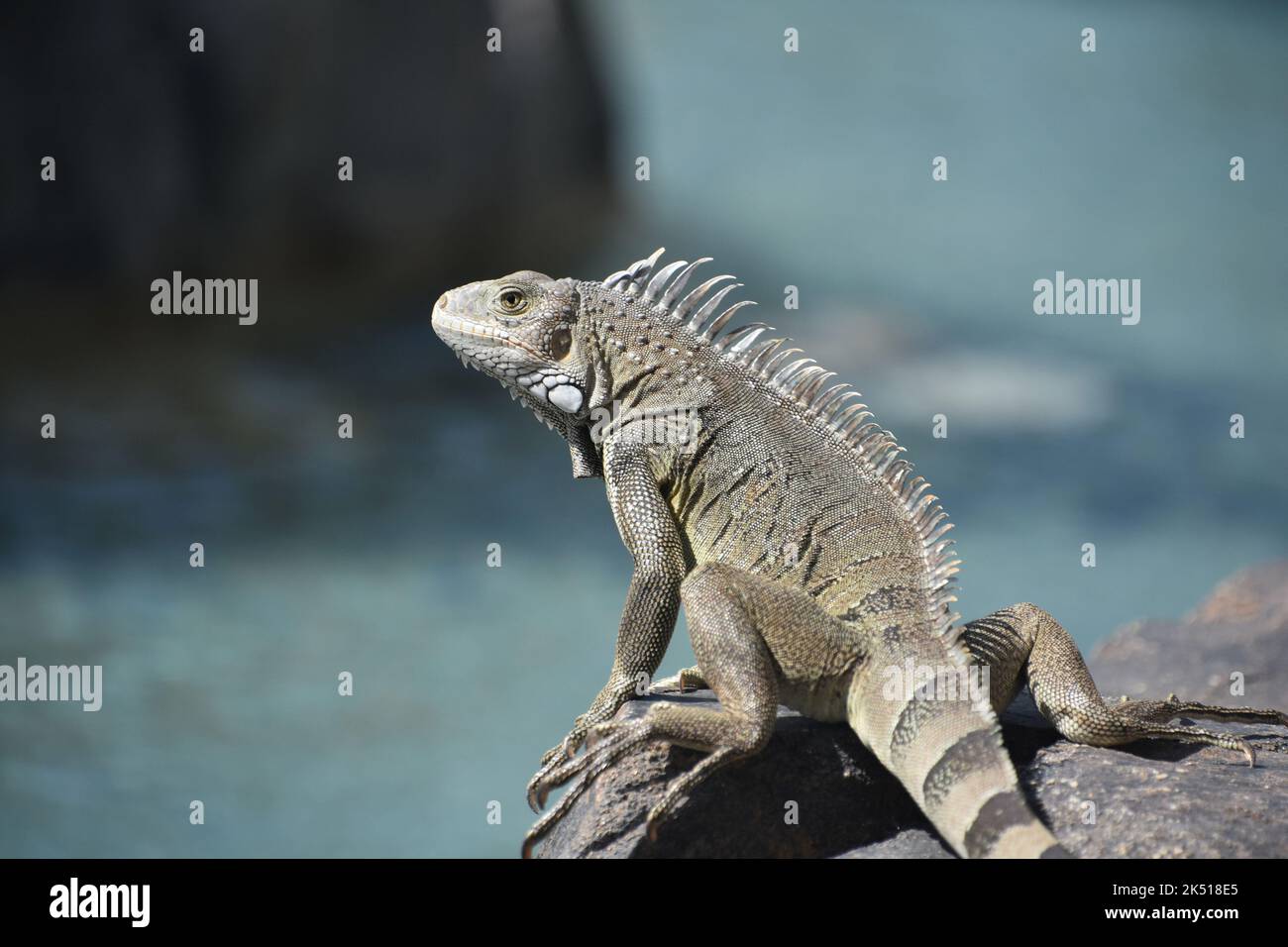Large iguana with spikes down his back on a rock in Aruba Stock Photo ...