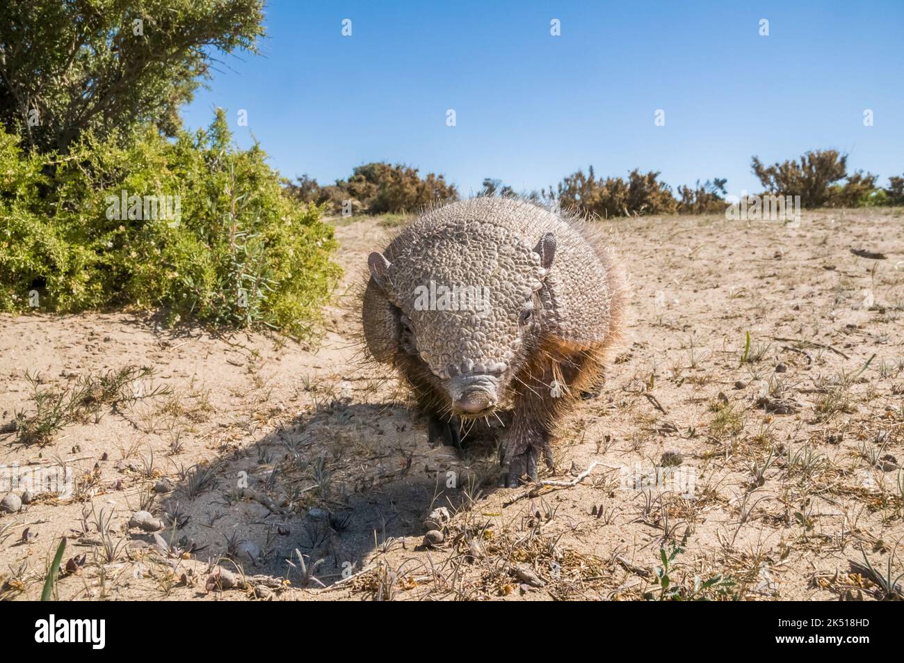 Armadillo in desert environment, Peninsula Valdes, Unesco World ...