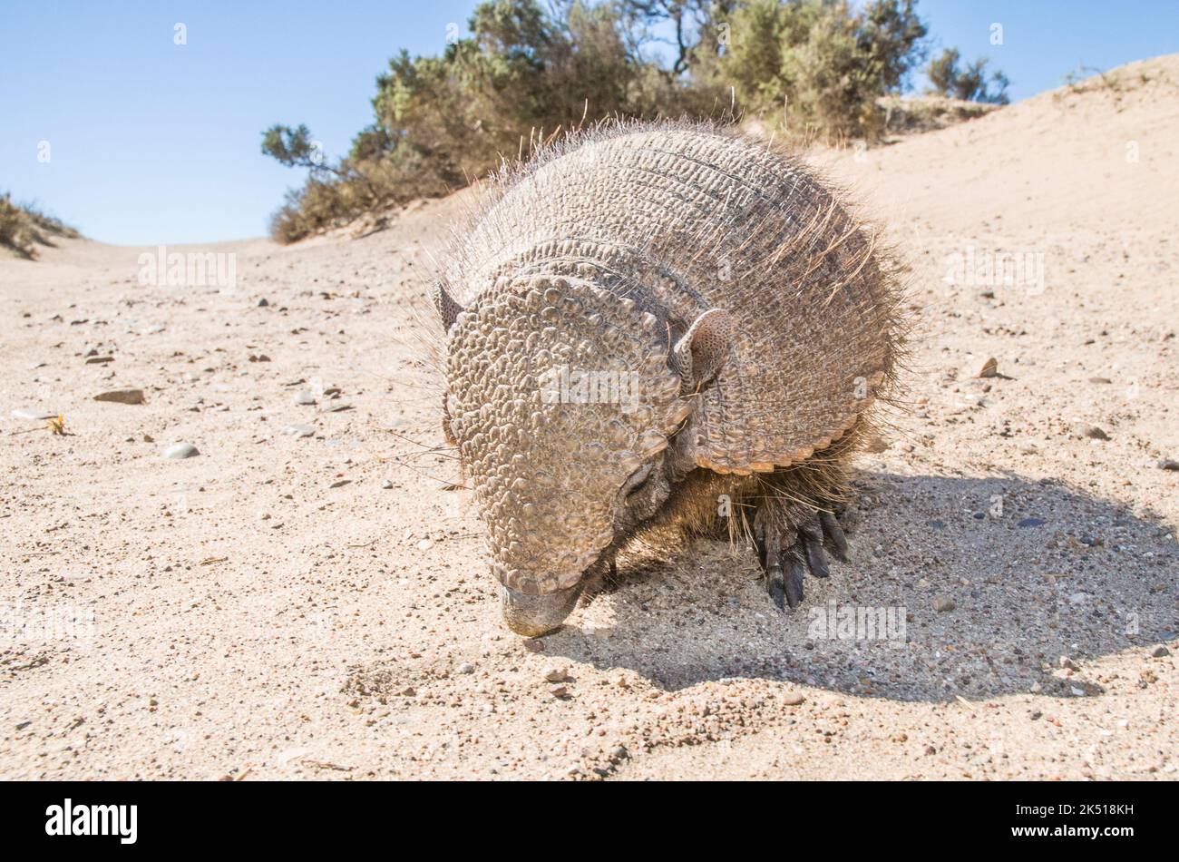 Armadillo in desert environment, Peninsula Valdes, Unesco World ...