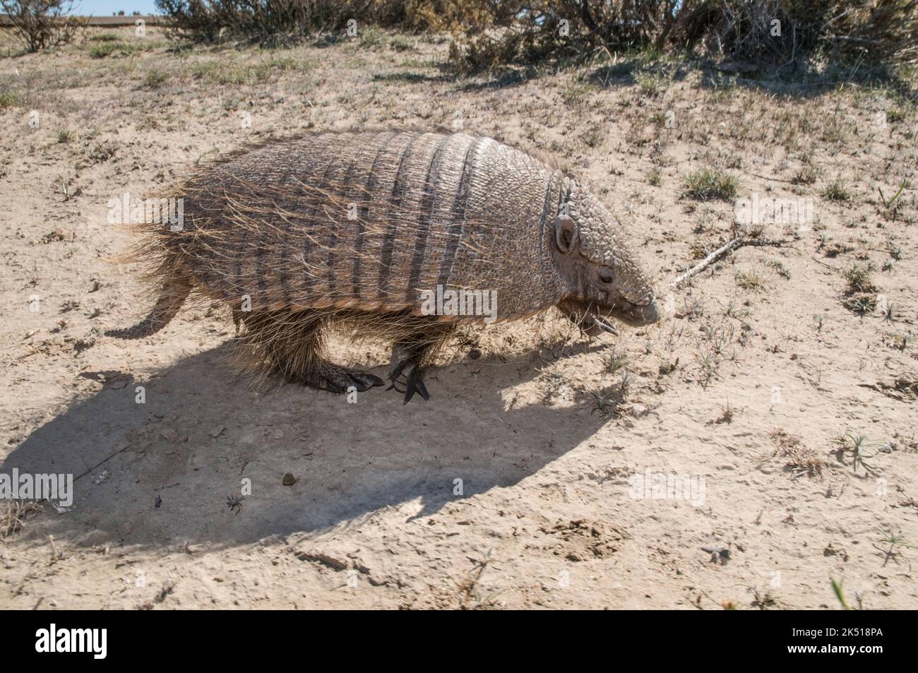 Armadillo in desert environment, Peninsula Valdes, Unesco World ...