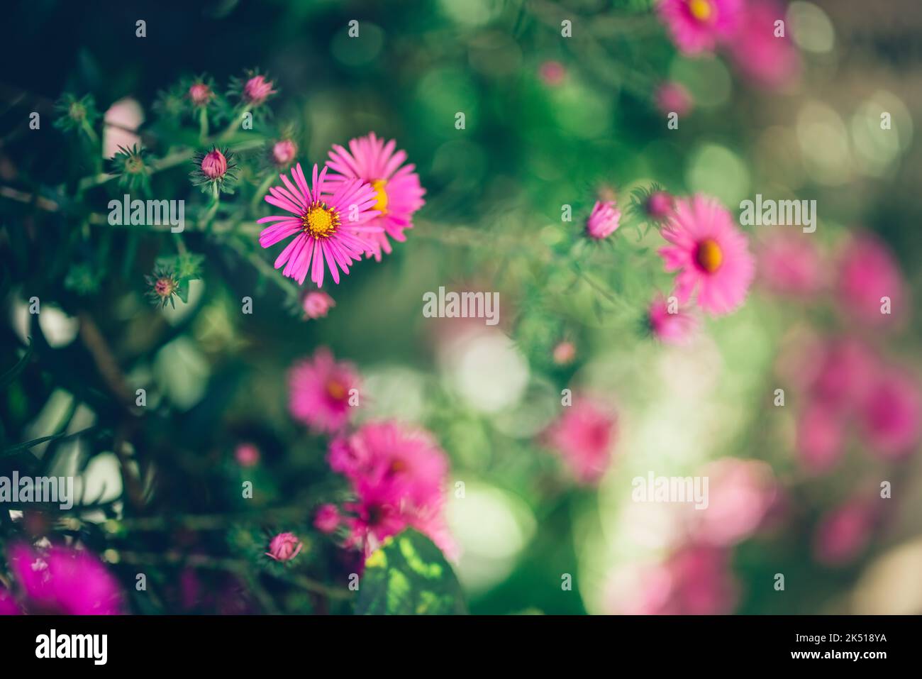Flower Garden Background Wallpaper