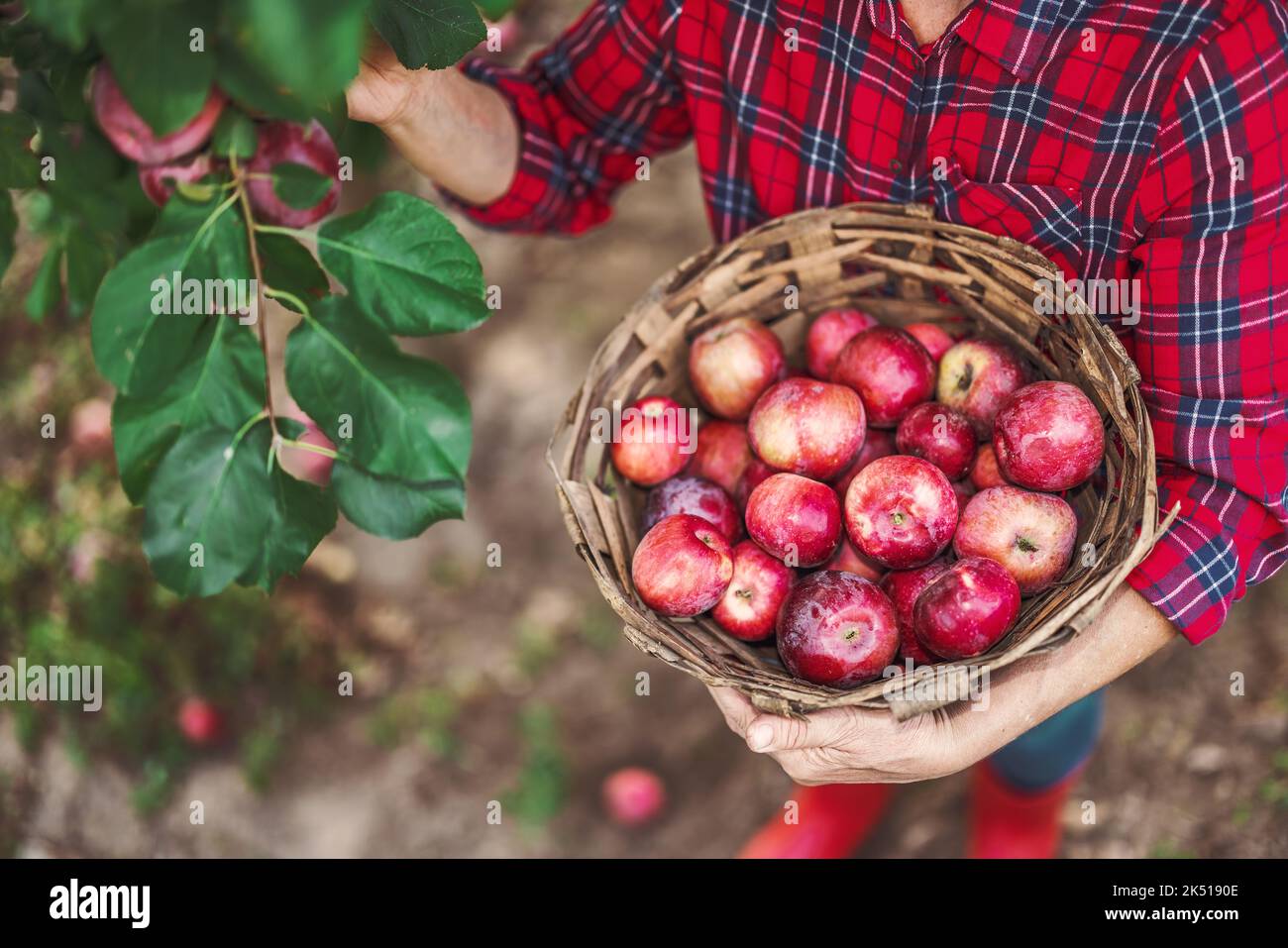 People picking apples from a tree hi-res stock photography and images ...