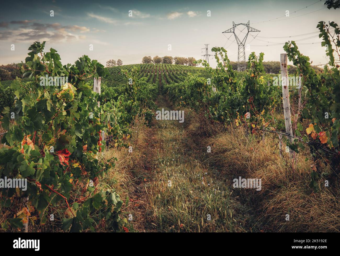 Vineyard agricultural fields in the countryside, beautiful landscape ...