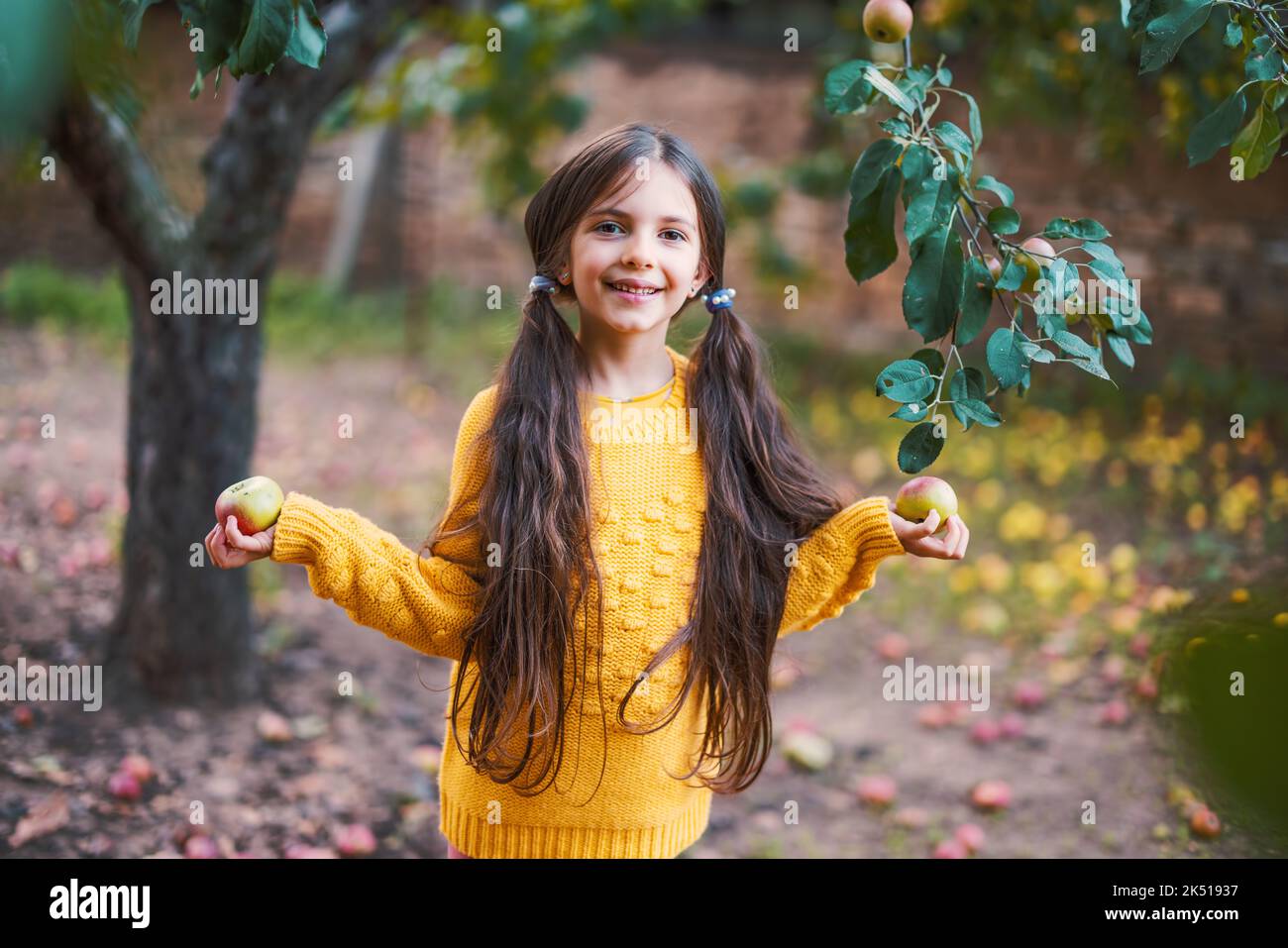 Farmer girl in apple orchard pick up organic ripe fruits from the apple ...