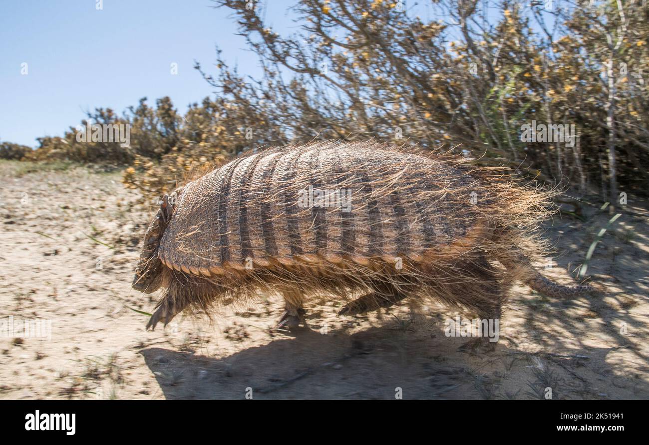 Armadillo in desert environment, Peninsula Valdes, Unesco World ...