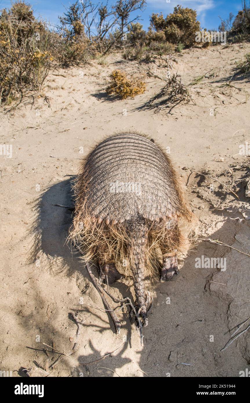 Armadillo in desert environment, Peninsula Valdes, Unesco World ...