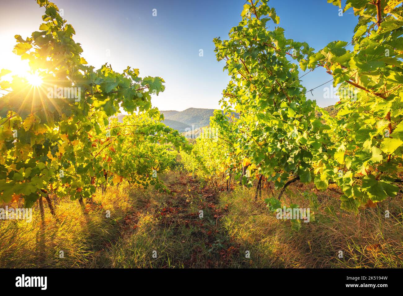 Vineyard agricultural fields in the countryside, beautiful landscape ...