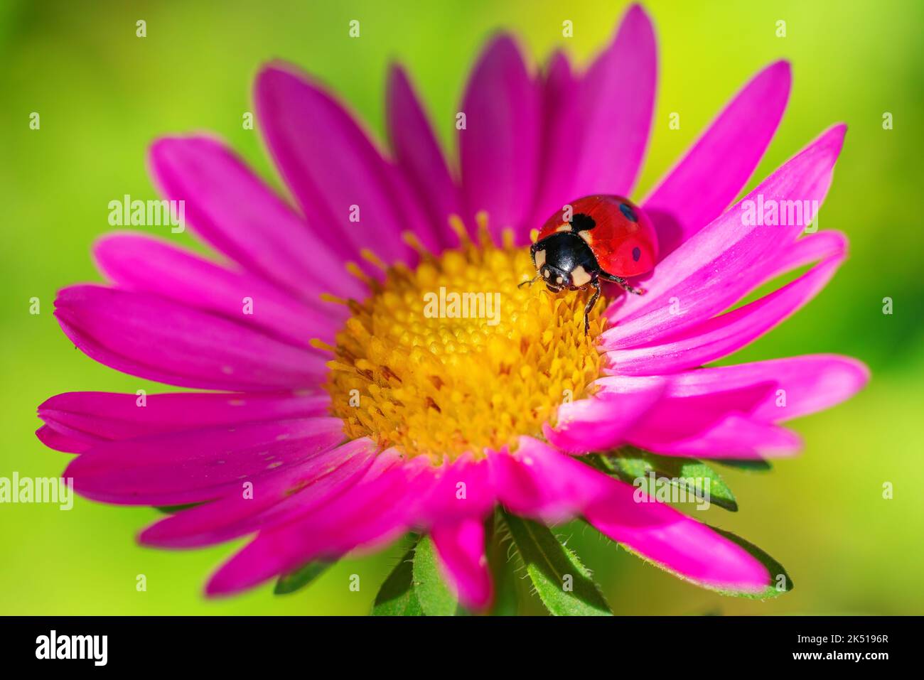 Ladybug on gerbera pink flower on defocus background. Ladybird creeps ...