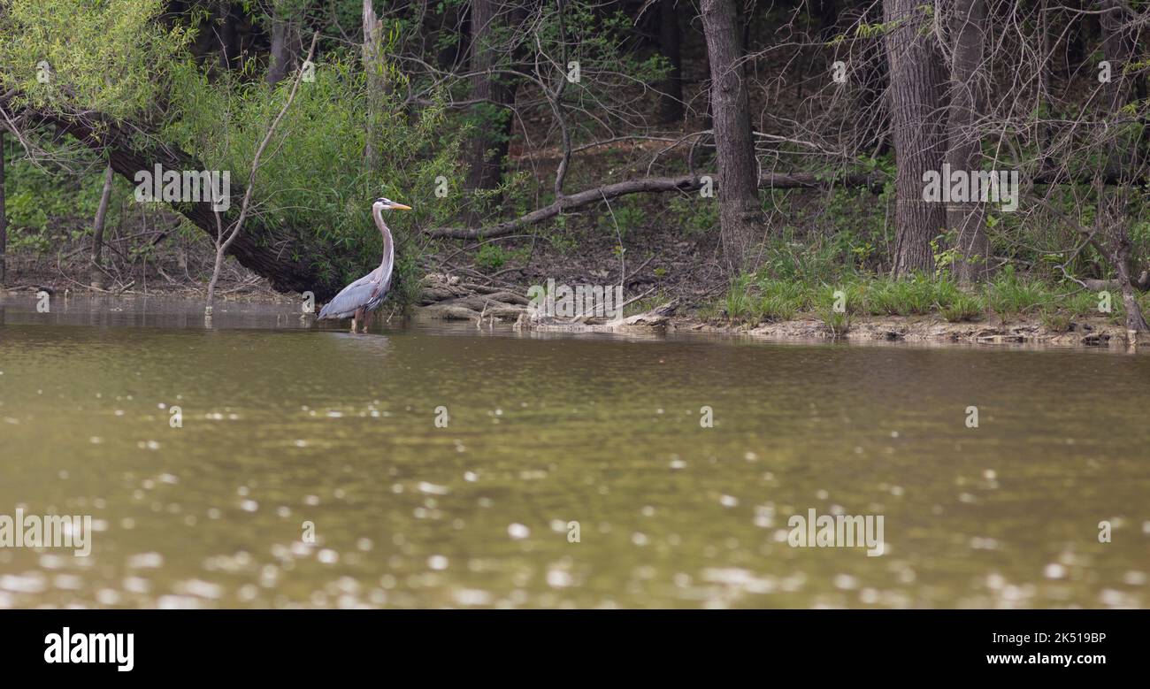 Great blue heron at Jordan Lake looking for fish in North Carolina ...