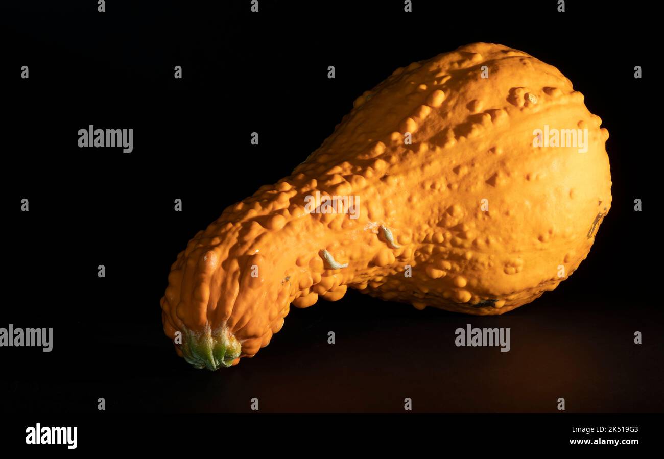 Yellow squash that's grown too large on a dark surface with reflection ...