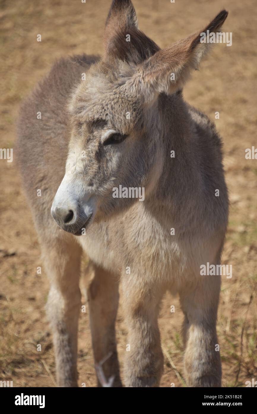 Very cute shaggy wild baby donkey with long fluffy fur Stock Photo - Alamy