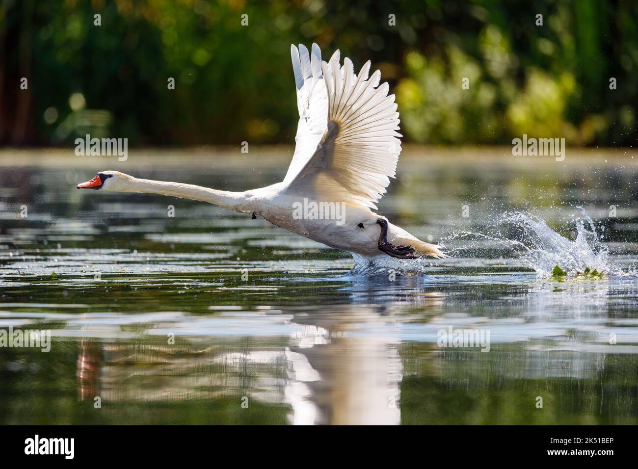A white mute swan in the wilderness of the danube delta in romania ...
