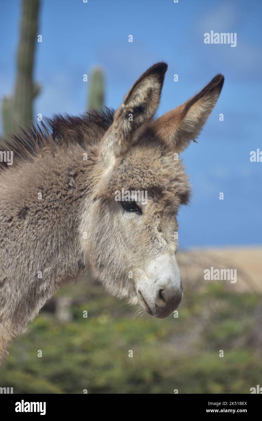 Fluffy look into the face of a baby wild donkey in Aruba Stock Photo ...