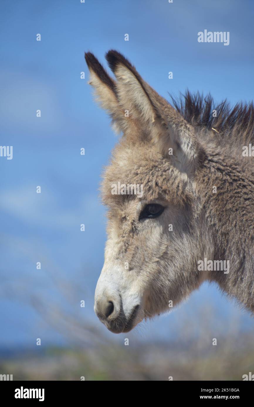Very cute wild baby donkey with a side profile on a beautiful day Stock ...