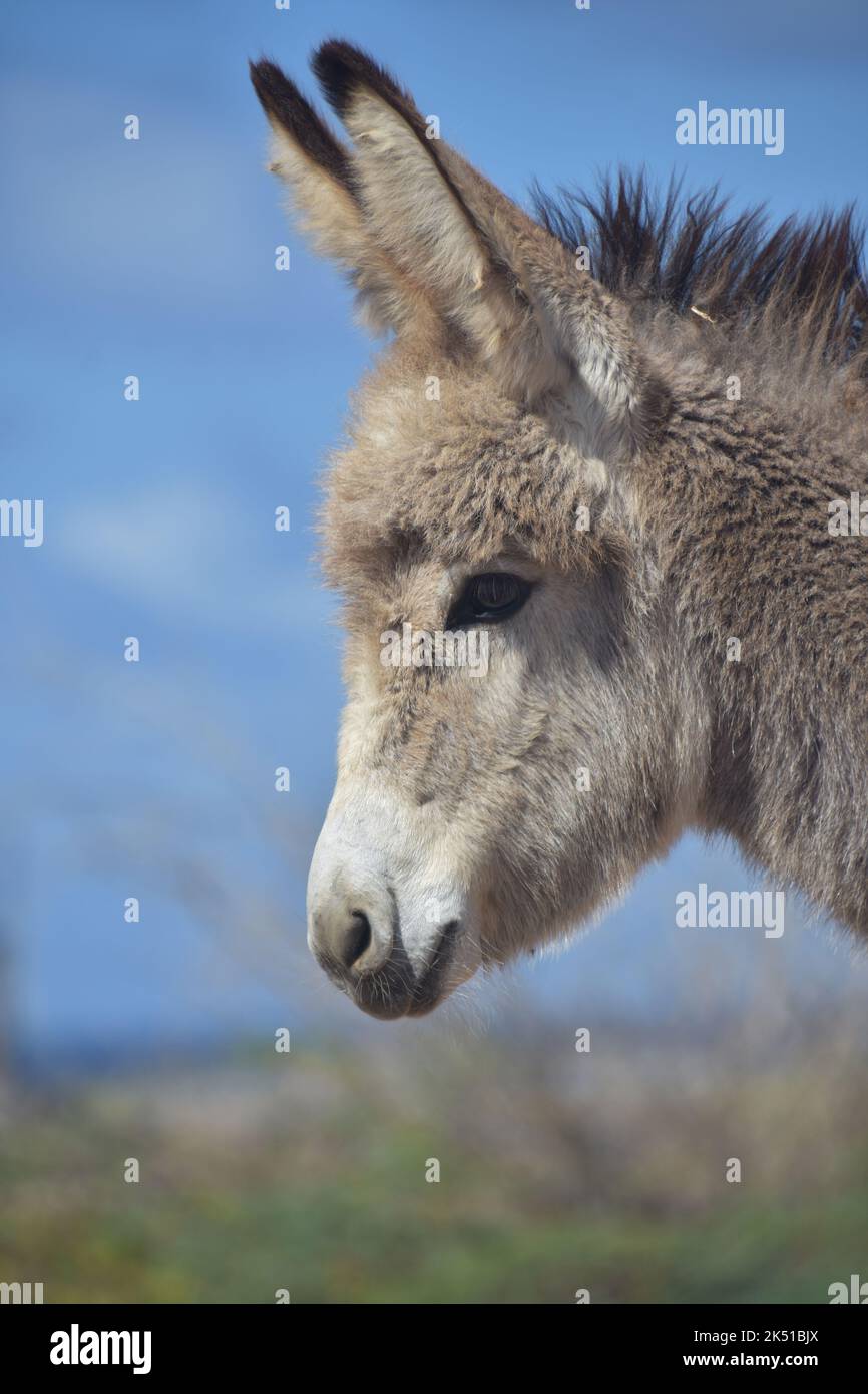 Very cute wild south American donkey baby looking adorable Stock Photo ...