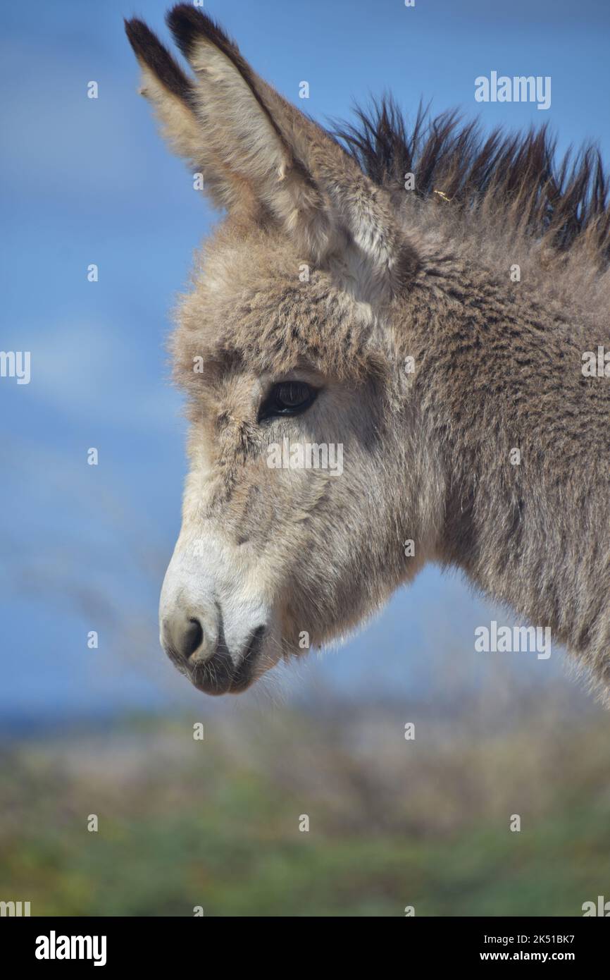 Adorable sweet side profile of a fluffy gray baby donkey Stock Photo ...