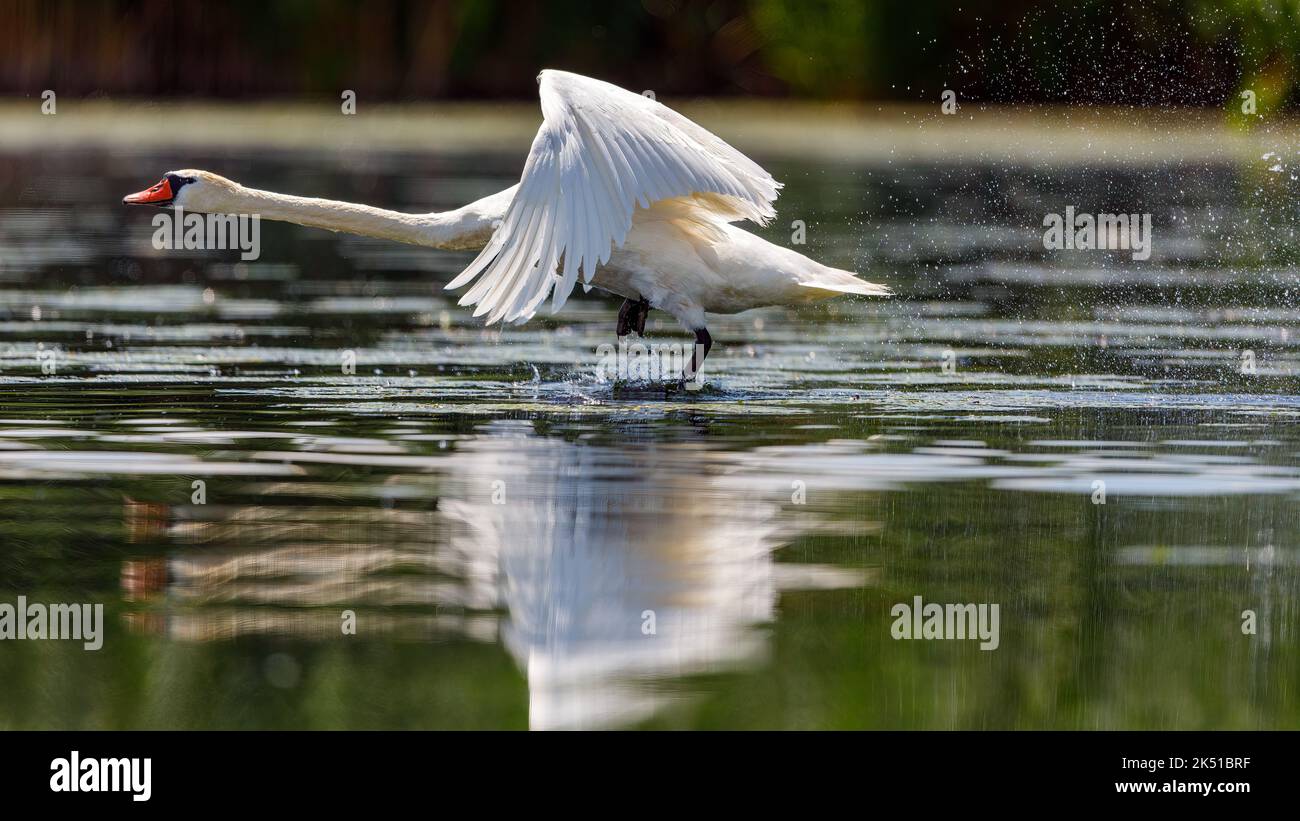 A white mute swan in the wilderness of the danube delta in romania ...