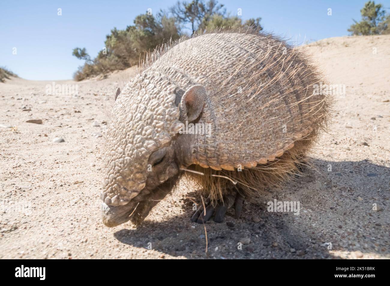 Armadillo in desert environment, Peninsula Valdes, Unesco World ...