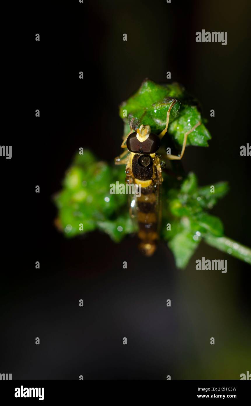 Beautiful wasps hi-res stock photography and images - Alamy