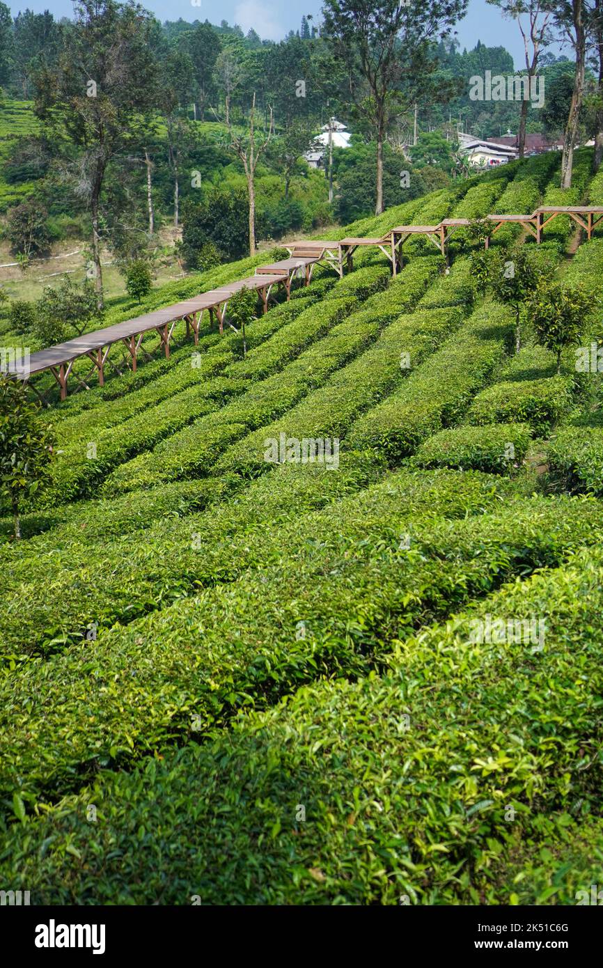 Tea cultivation in valley hi-res stock photography and images - Alamy