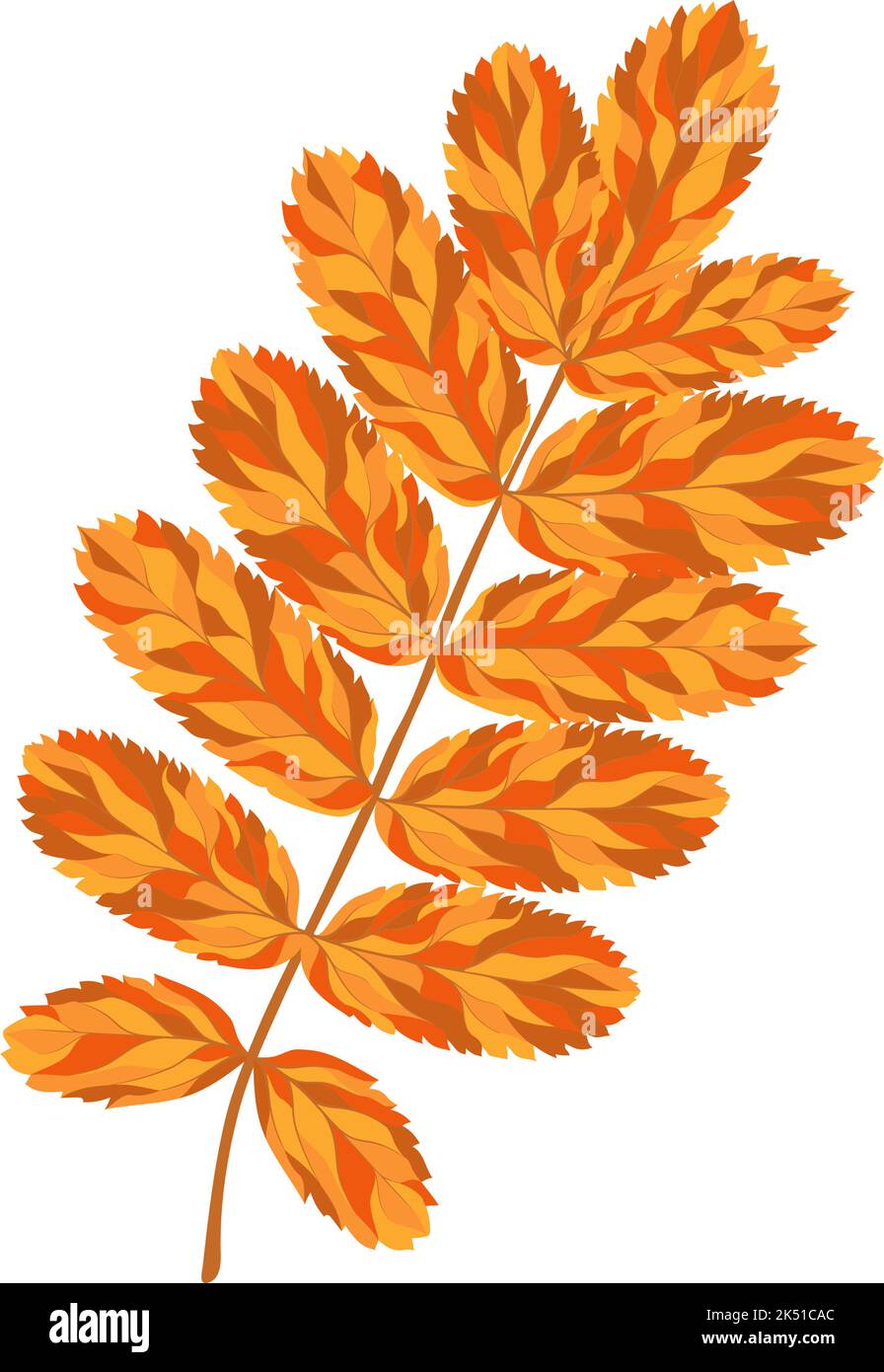 Autumn Rowan leaf. Leaf fall. Vector illustration Stock Vector Image ...