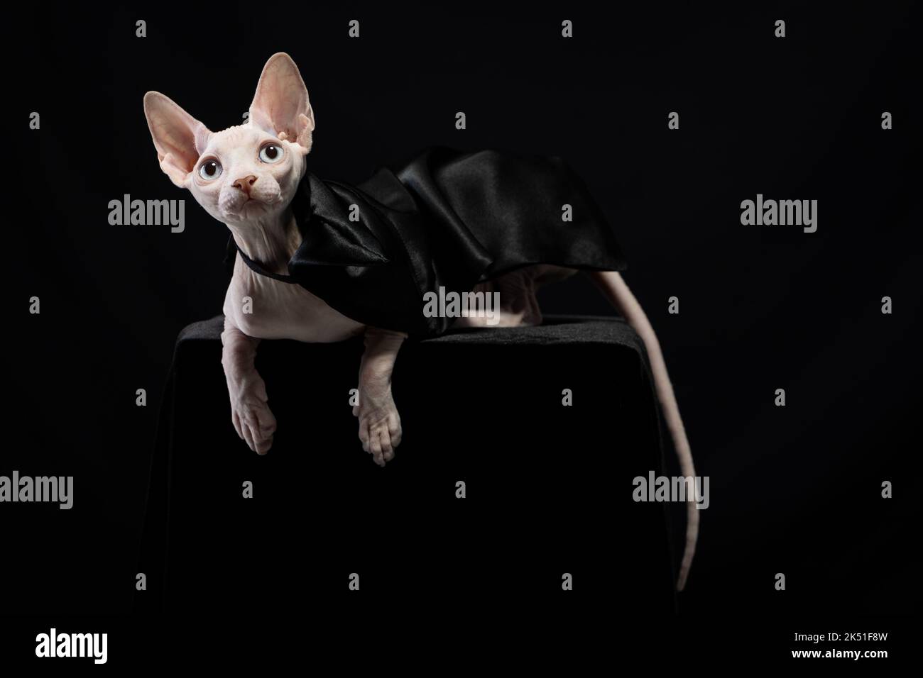 Adorable white purebred Sphynx cat in black silk cape siting on pouf ...