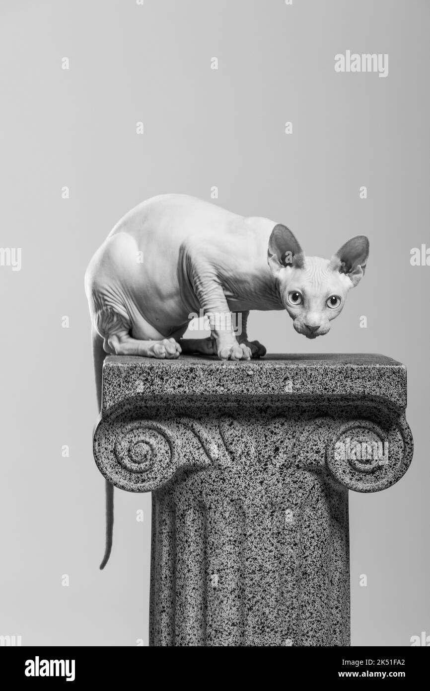 Black and white of adorable hairless Sphynx cat sitting on antique ...
