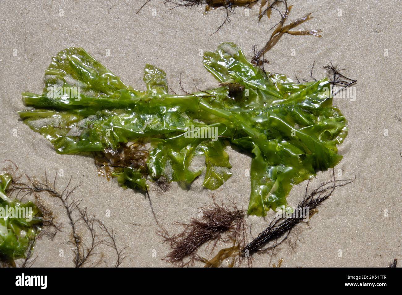 Close up of sea lettuce in the sand at low tide in the wadden sea, Ulva lactuca Stock Photo - Alamy