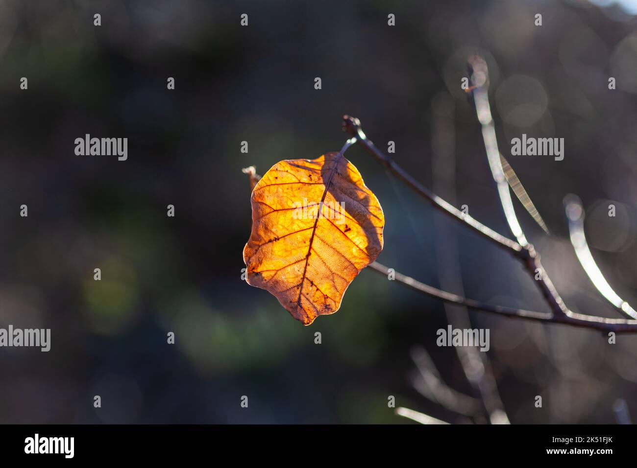 Crispy leaf texture hi-res stock photography and images - Alamy
