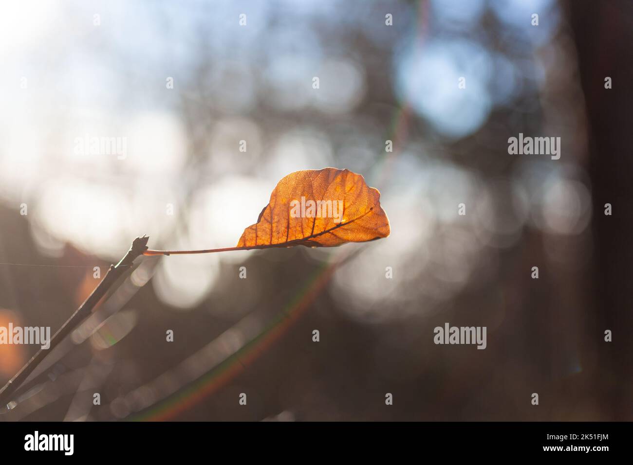 Crispy leaf texture hi-res stock photography and images - Alamy