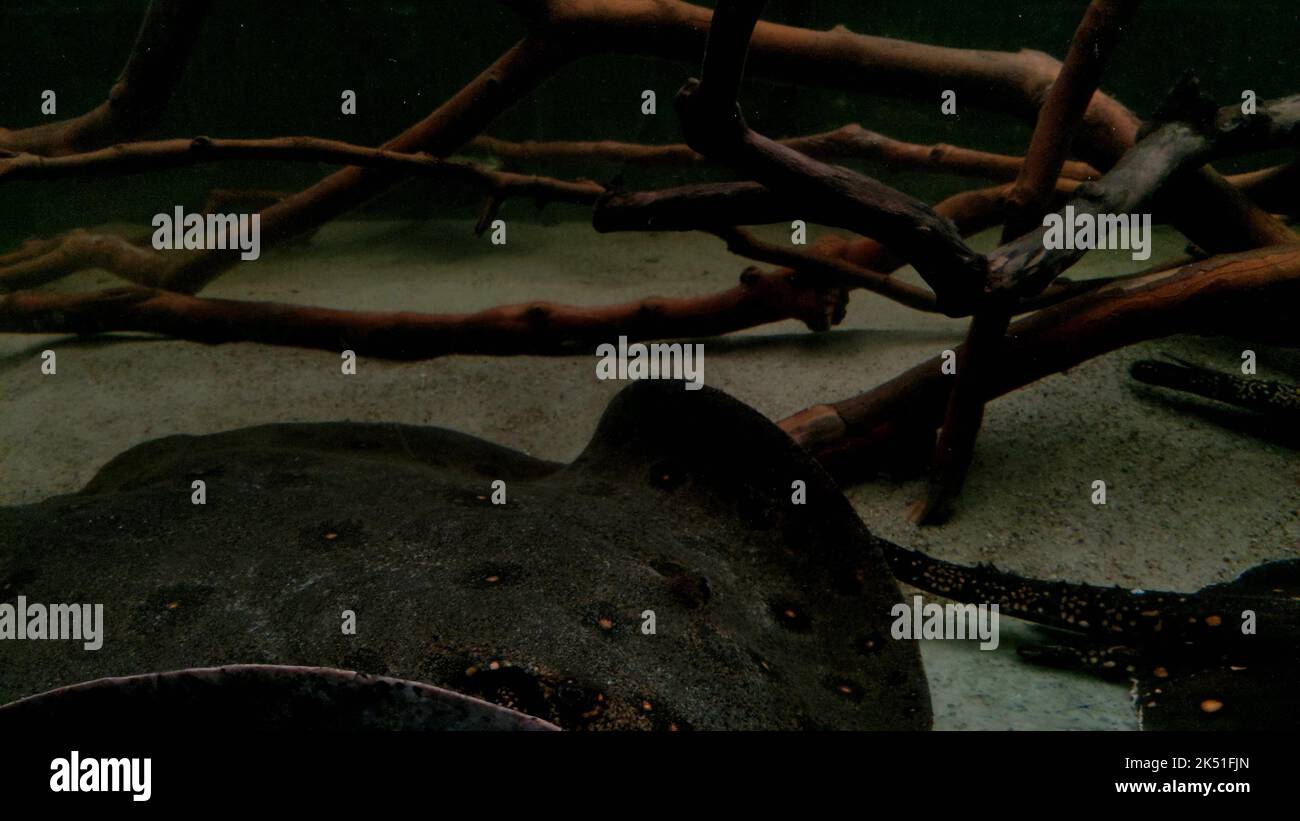 A closeup of Giant freshwater stingray swimming underwater by branches ...