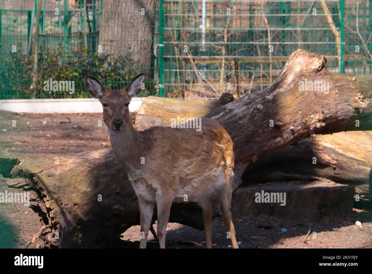 An adorable Formosan sika deer in the zoo looking at the camera Stock ...