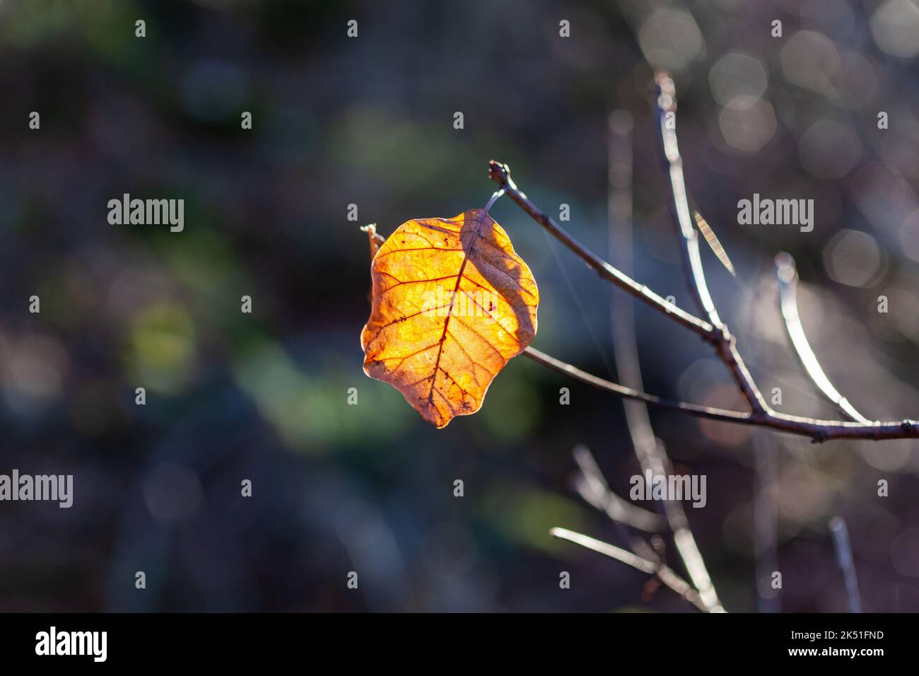 Close up of one crispy brown leaf on a thin branch Stock Photo - Alamy