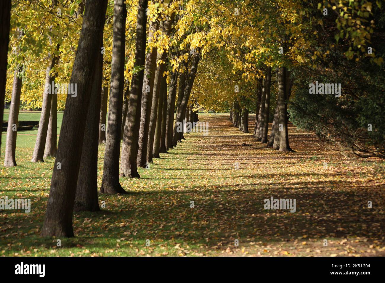 Elm trees in autumn leaves hi-res stock photography and images - Alamy