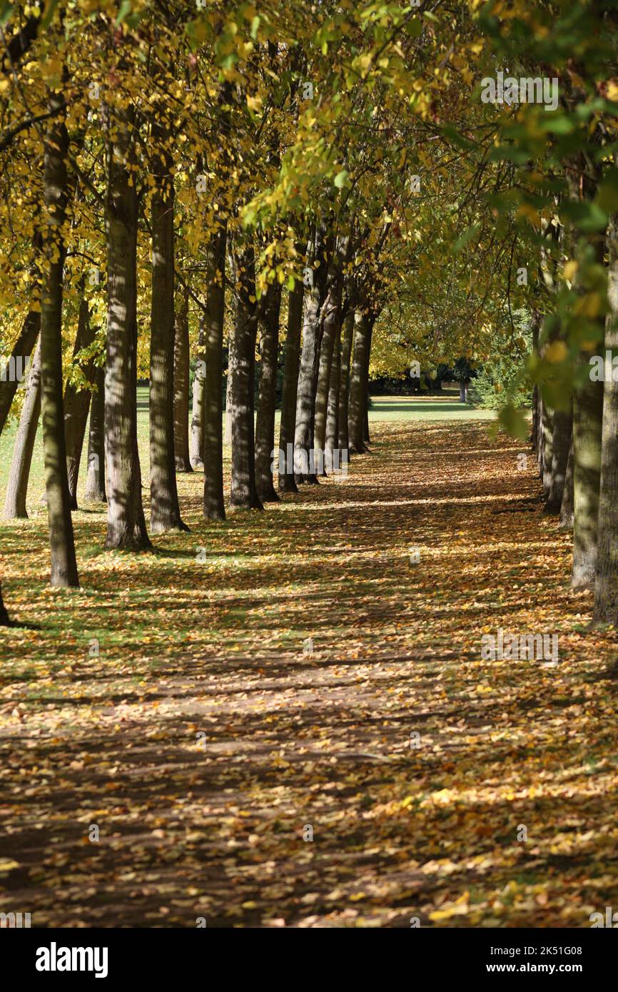 English elm tree hi-res stock photography and images - Alamy