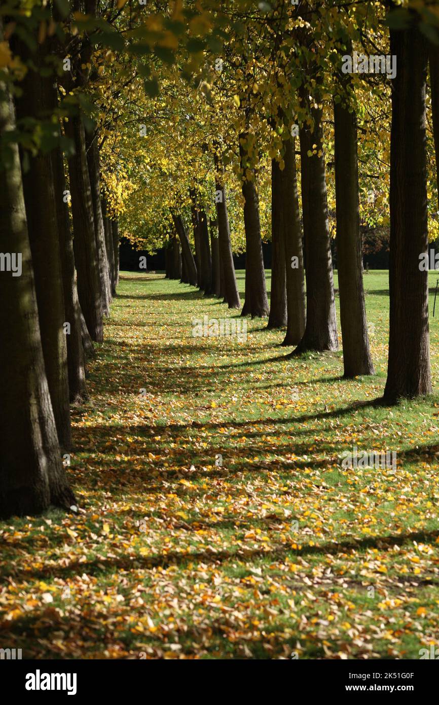 Elm trees autumn england hi-res stock photography and images - Alamy
