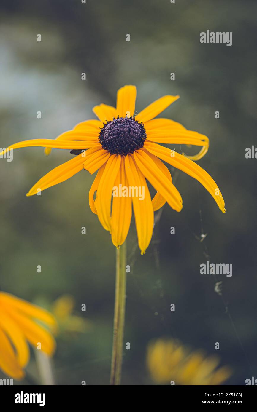 The vertical close-up view of a Black-eyed Susan flower head Stock ...