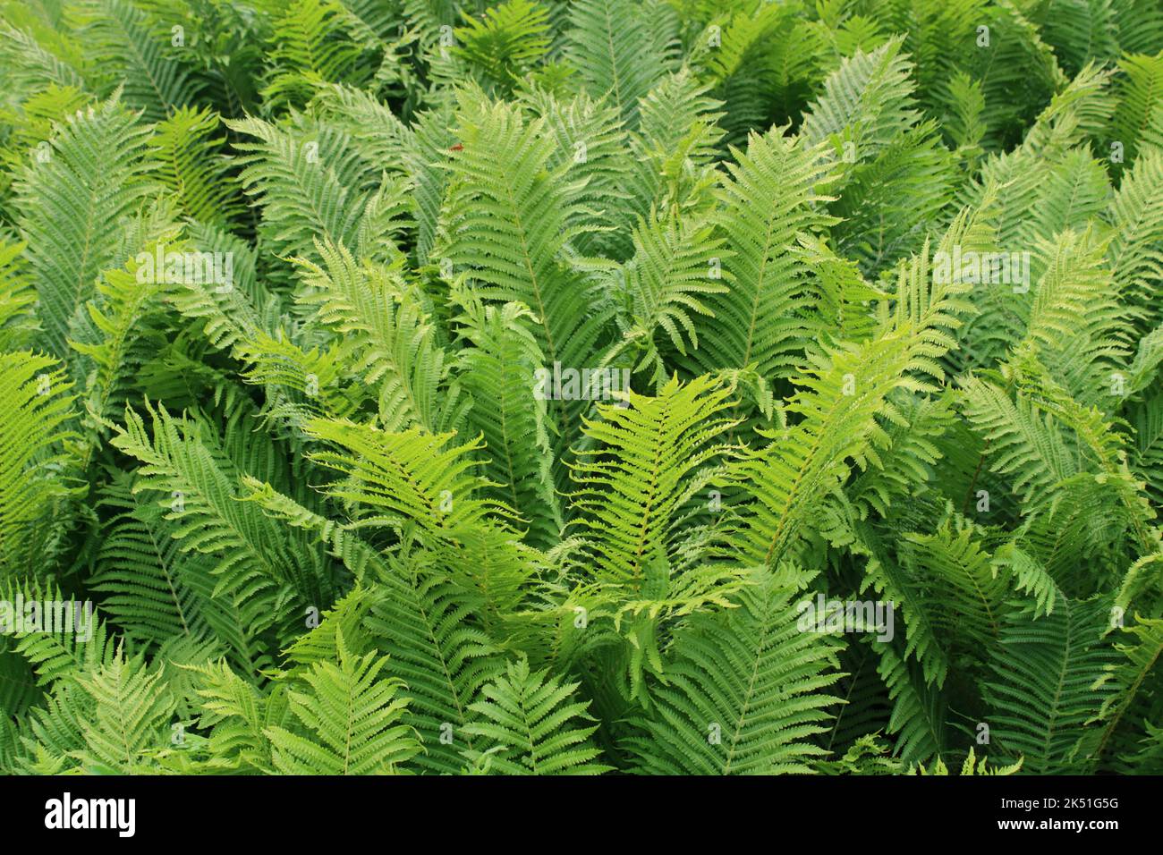 Ornamental ferns hi-res stock photography and images - Alamy