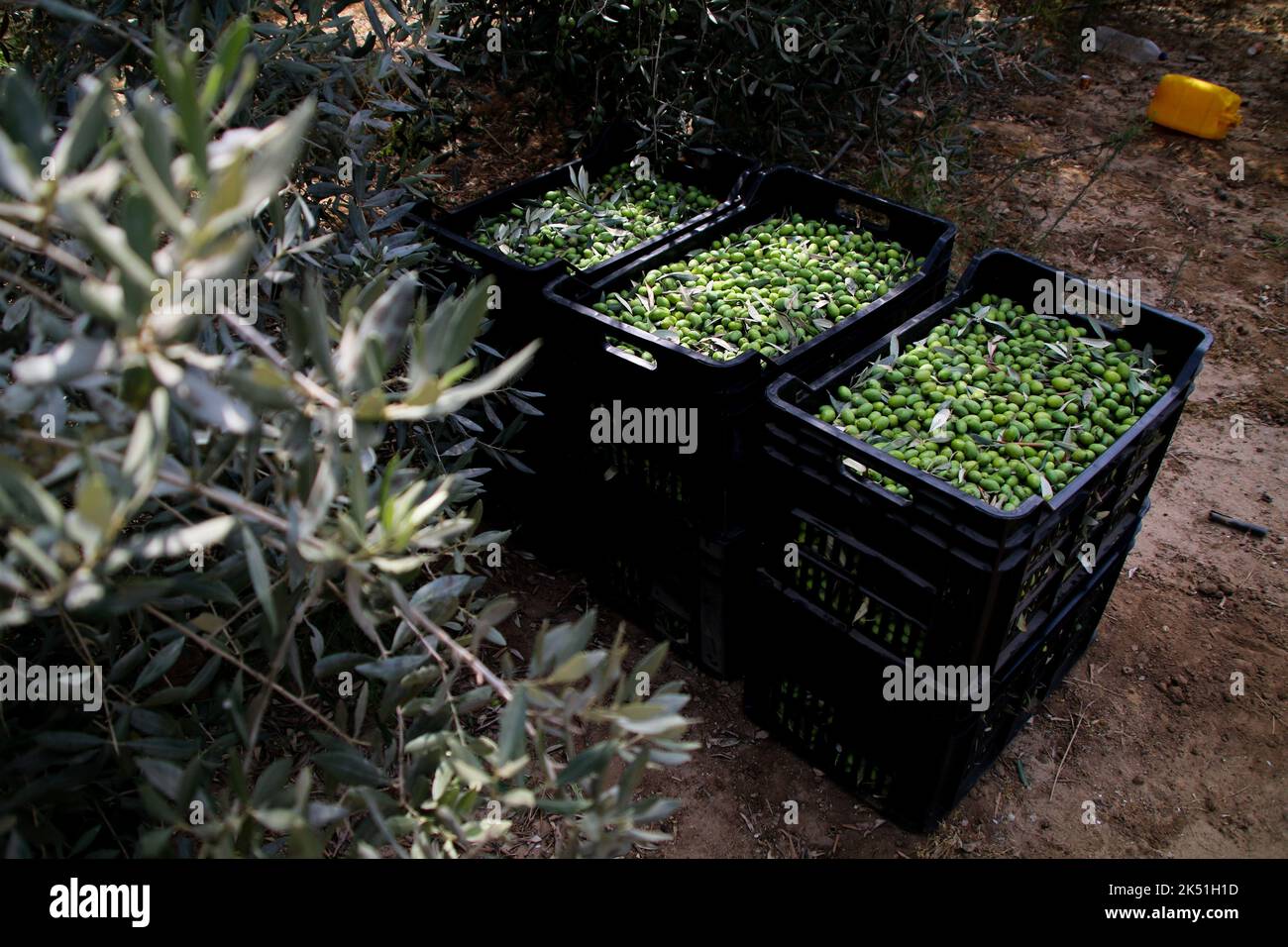 October 4, 2022, Gaza City, Gaza Strip, Palestine: Gaza, Palestine. 04 ...