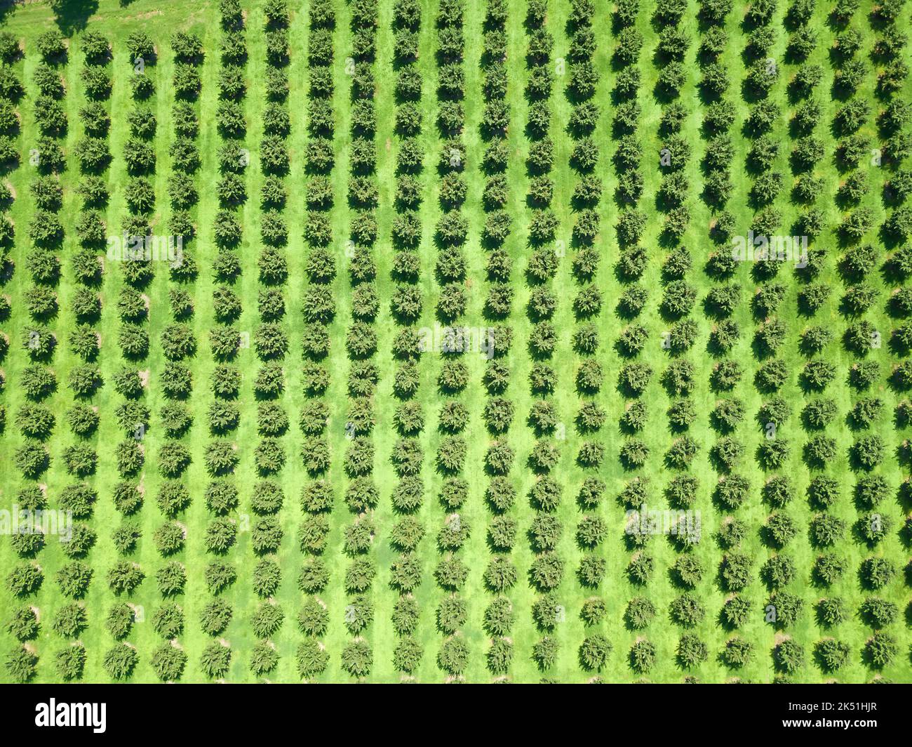 Walnut harvest georgia hi-res stock photography and images - Alamy