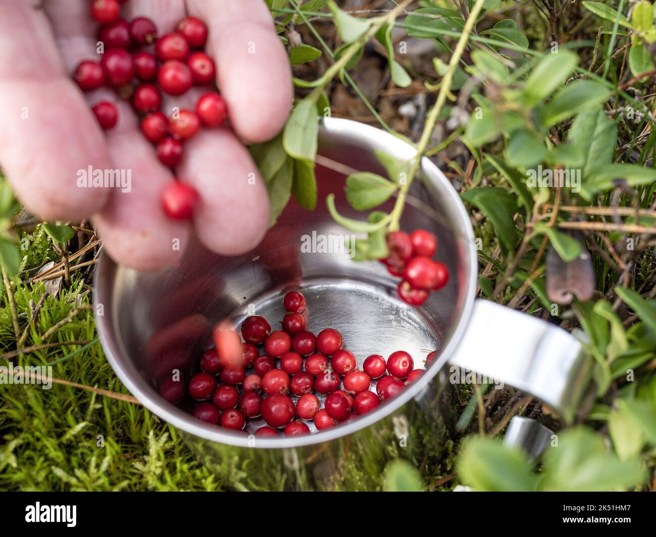 Kolkwitz, Germany. 05th Oct, 2022. Freshly collected cranberries slide ...