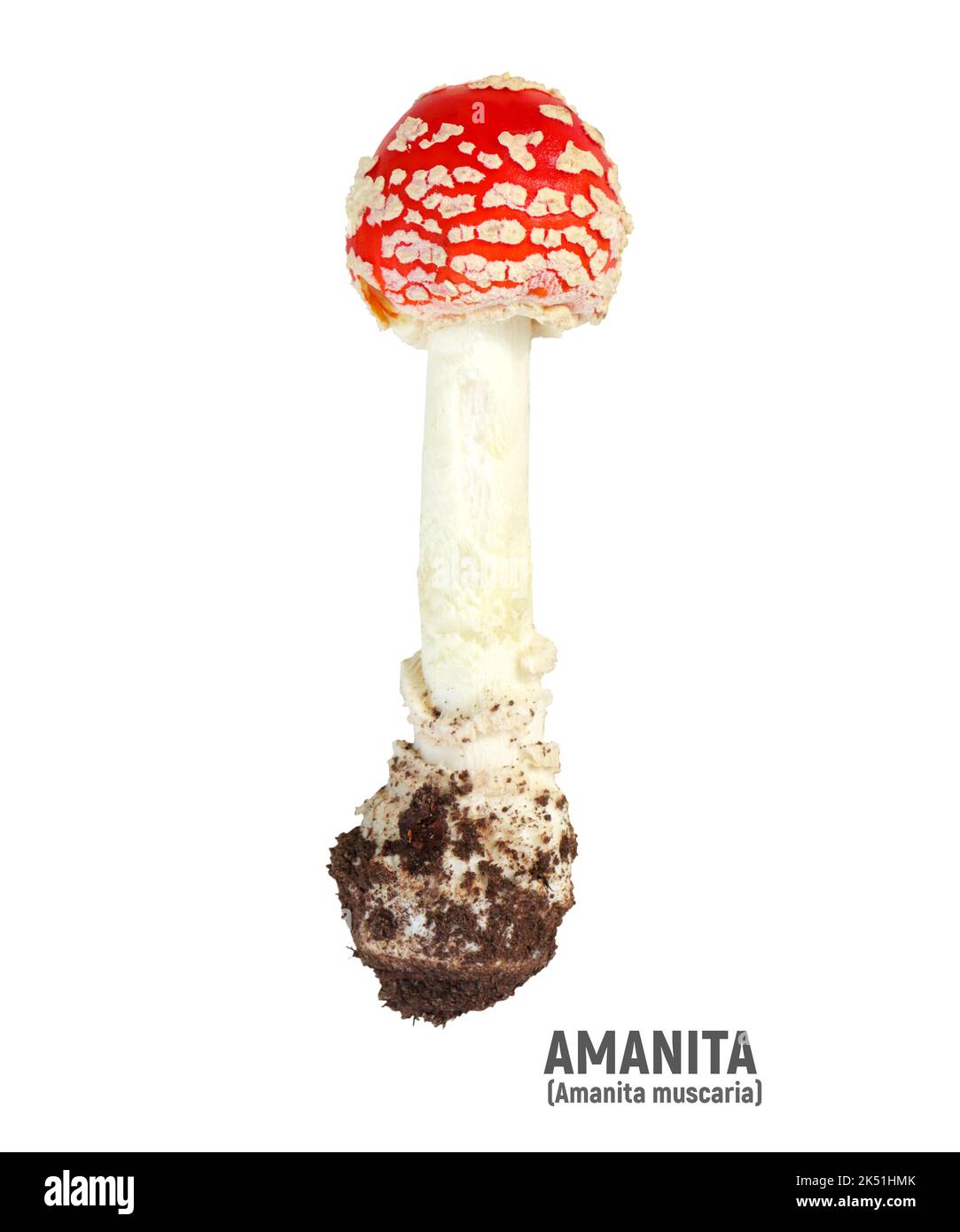 Amanita or Fly agaric isolated on white. Wild mushrooms Stock Photo - Alamy
