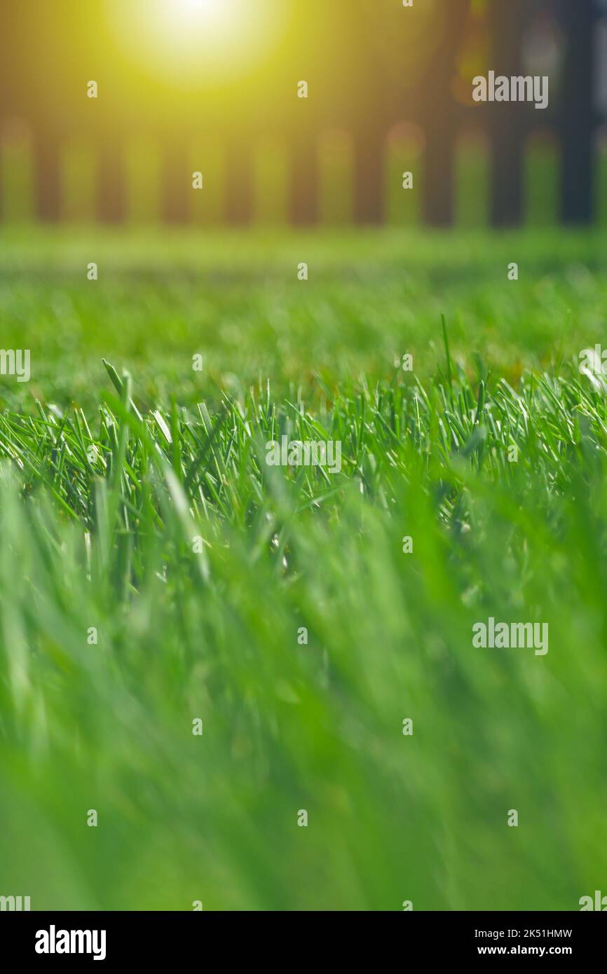 Close up of green lawn on a sunny day. Selective focus Stock Photo - Alamy
