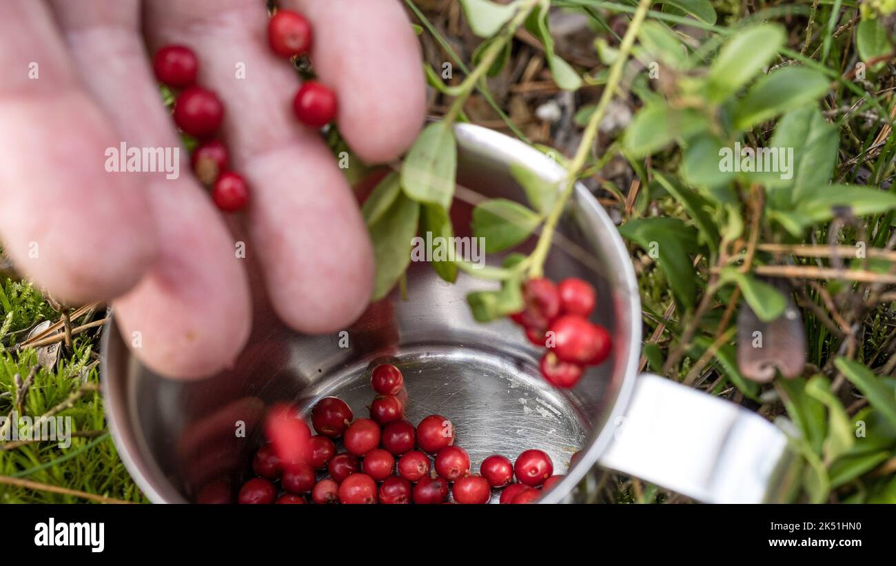 Kolkwitz, Germany. 05th Oct, 2022. Freshly collected cranberries slide ...