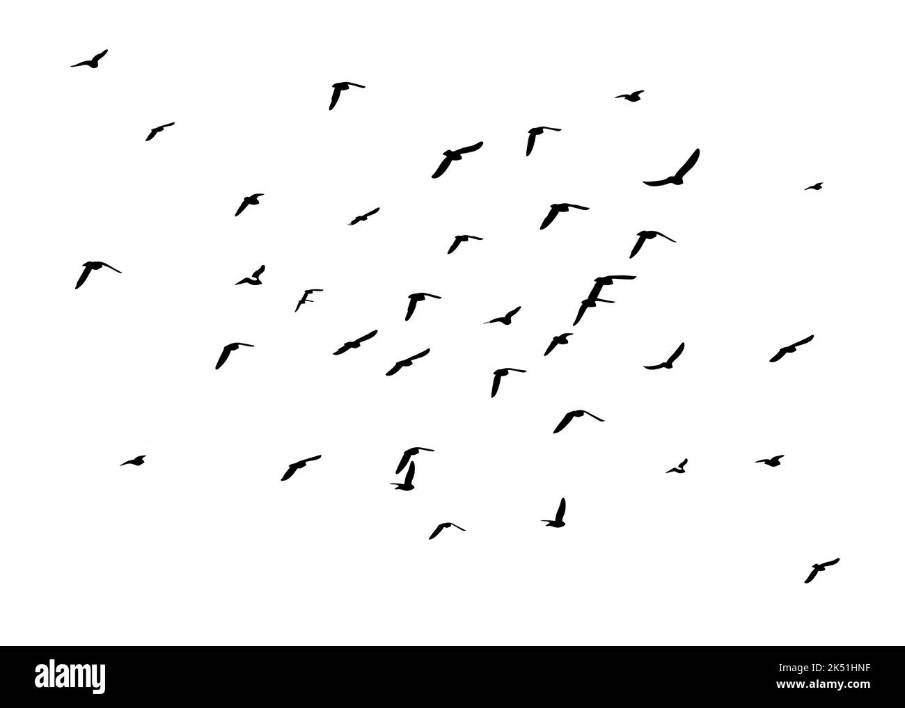 A flock of flying birds. Free birds. Vector illustration Stock Vector ...